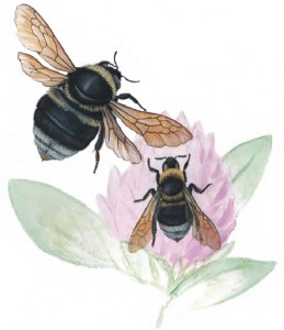 Шмель конфузус или необыкновенный – Bombus confusus (Schenck, 1861 ...